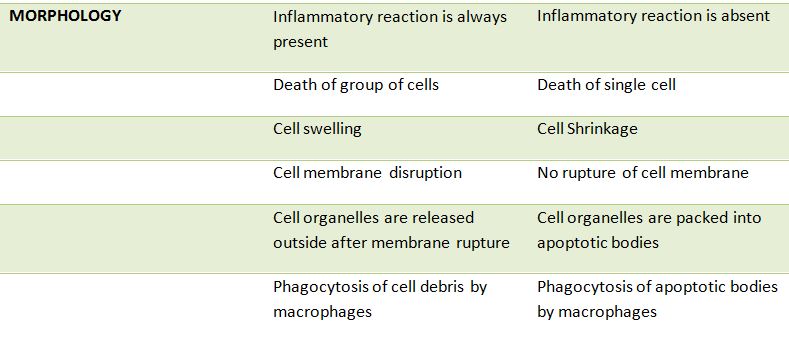 DIFFERENCES BETWEEN NECROSIS AND APOPTOSIS – Histopathology.guru DIFFERENCES BETWEEN NECROSIS AND APOPTOSIS – Histopathology.guru