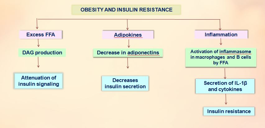 Pathogenesis of Type 2 Diabetes – Histopathology.guru