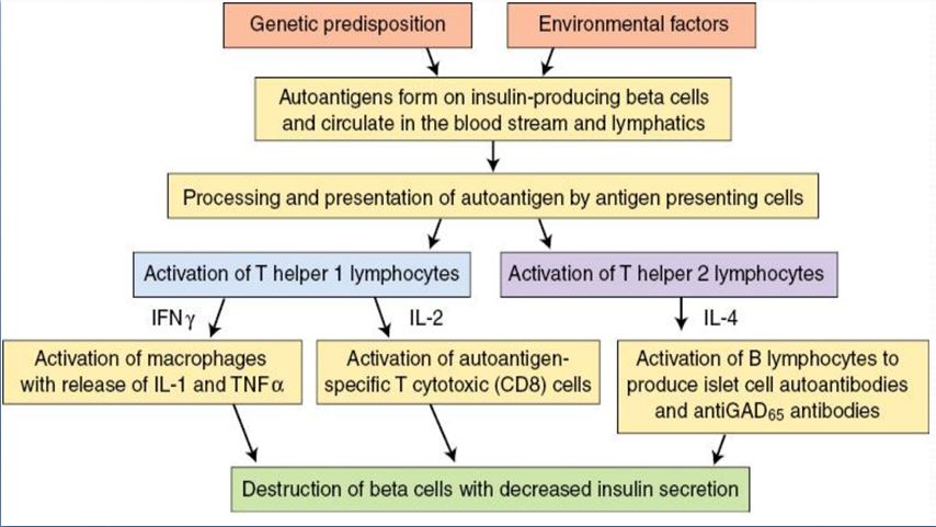 Classification of Diabetes and pathogenesis of Type 1 Diabetes ...
