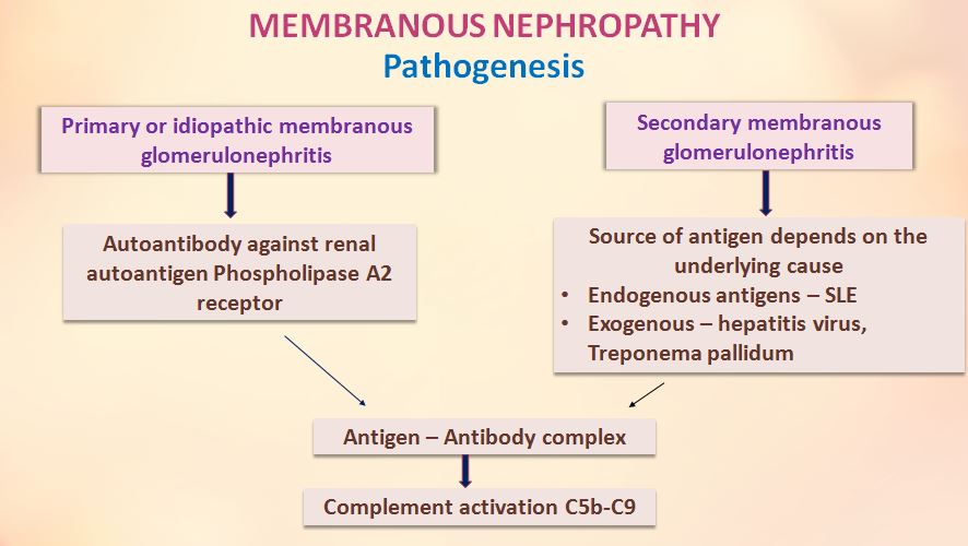 Glomerulonephritis Causes