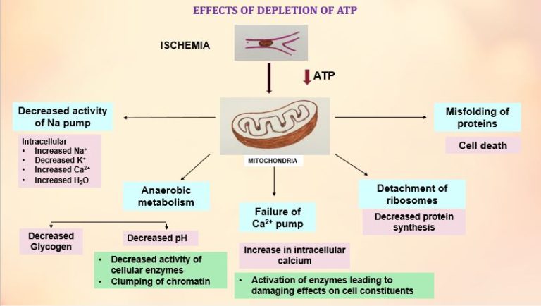 BIOCHEMICAL AND MOLECULAR MECHANISM OF CELL INJURY – Histopathology.guru