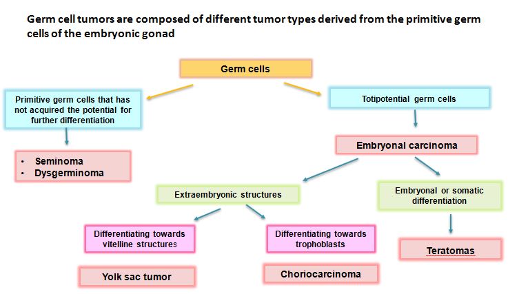Germ Cell Tumor Ovary Histopathologyguru